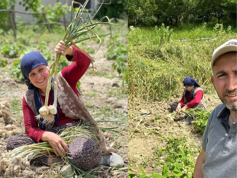 Kastamonu ve Taşköprü'nün ünlü YouTube fenomeni Erkan Davulcu, sarımsak hasadına başladı!