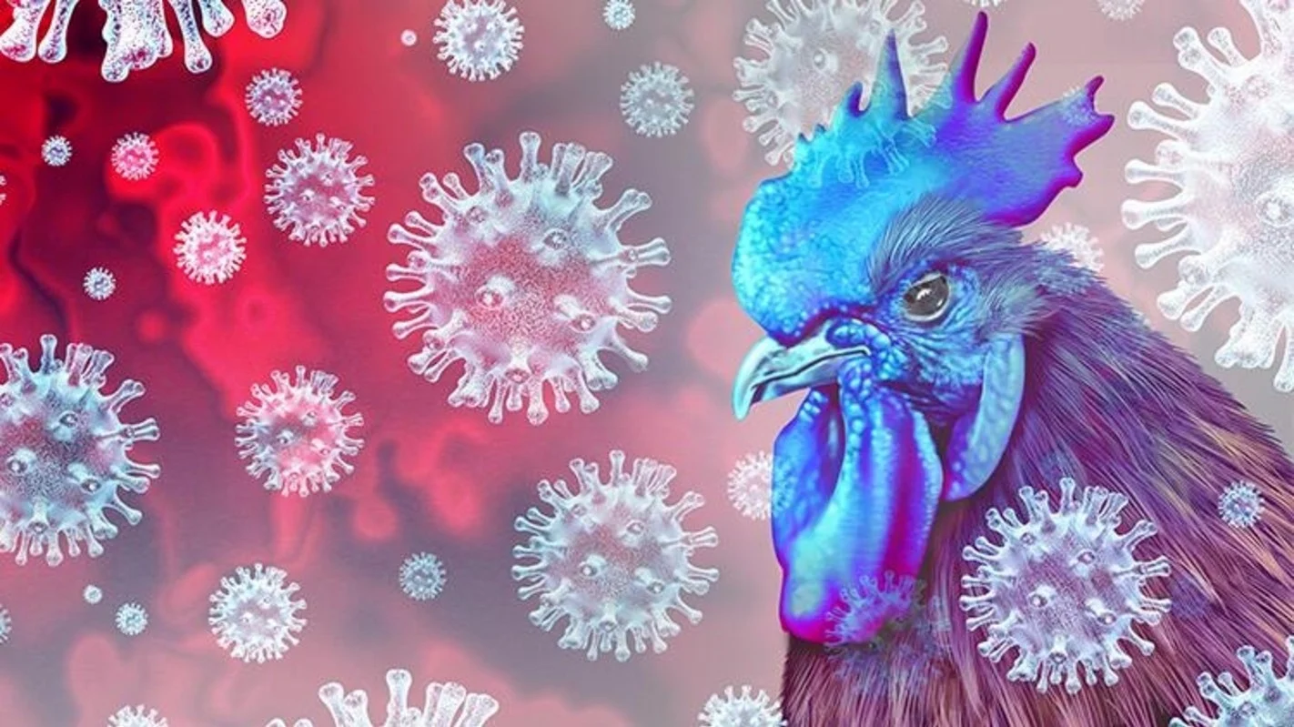 Kuş Gribi Nedir? Kuş Gribi Nasıl Bulaşır? Kuş Gribi Öldürür Mü? Kuş ...